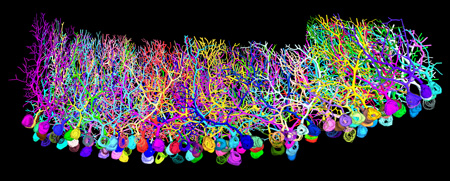 A 3D reconstructed “forest” of neurons | Okinawa Institute of Science ...